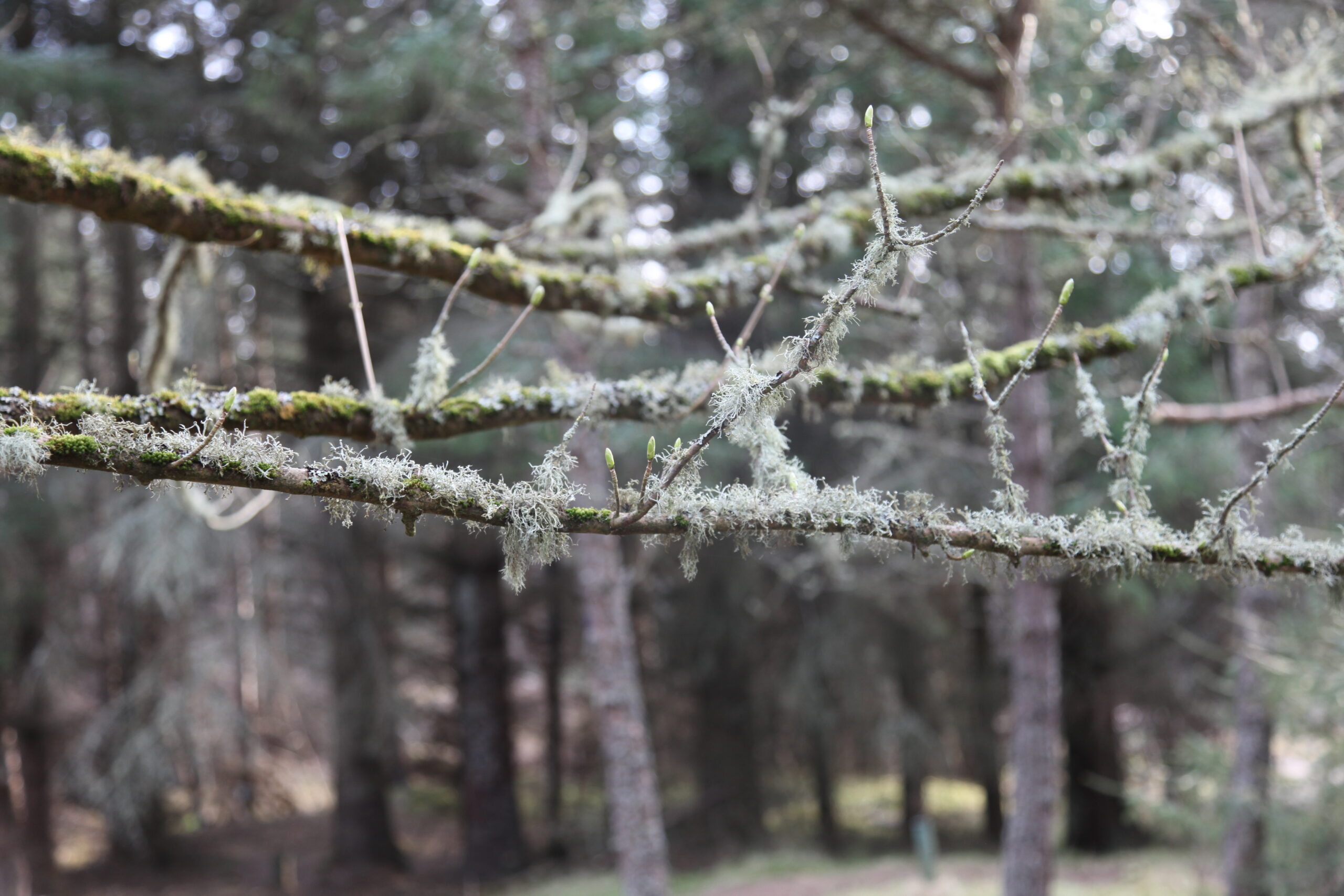 John Hansard Gallery | What's on | Ruth Maclennan: Treeline